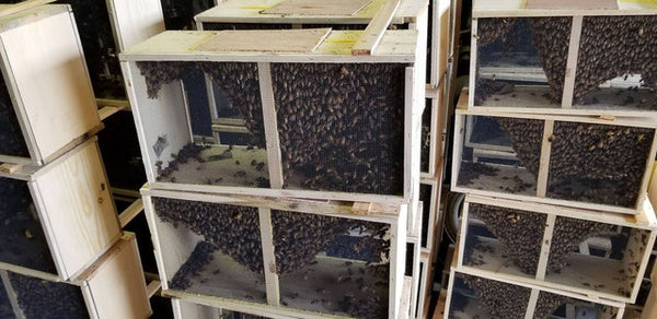 Honey Bee Package Carniolian 3lbs (Deposit) – Steinthal Valley Honey